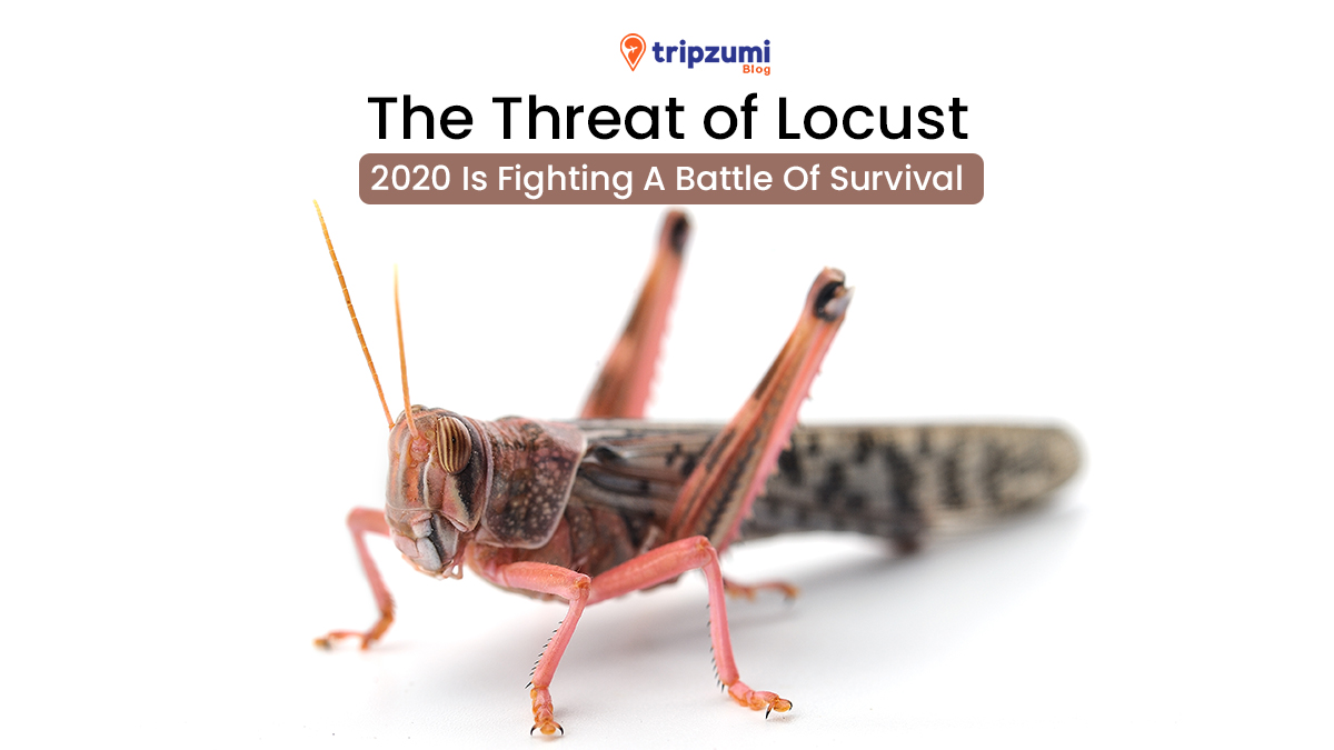 The Threat of Locust - 2020 Is Fighting A Battle Of Survival - Tripzumi ...